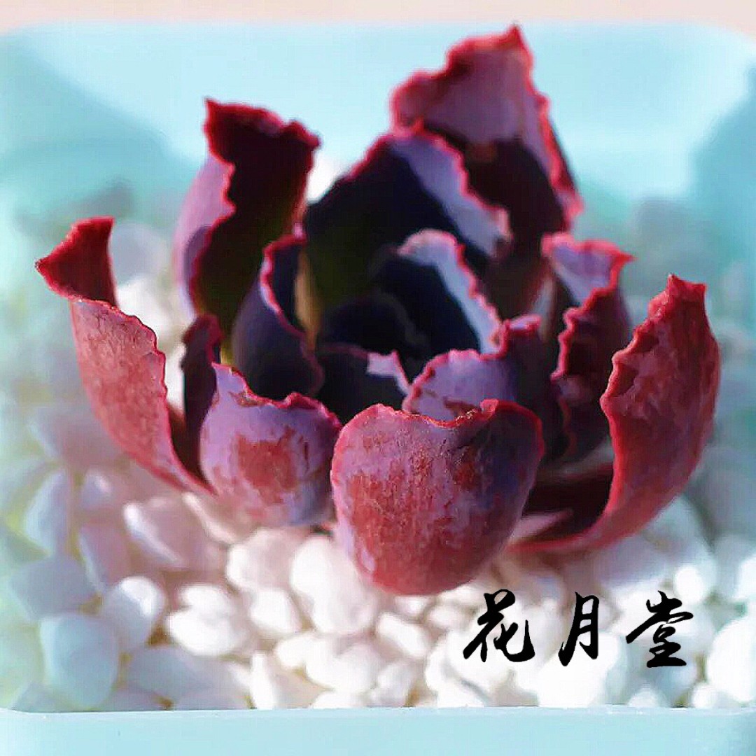 多肉植物 晚霞之舞 傢俬家居 家居裝飾 人工植物盆栽 Carousell
