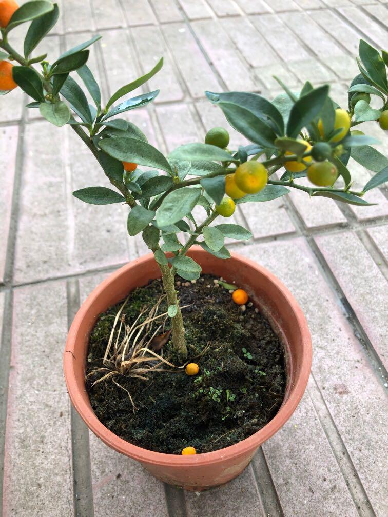 Bonsai Kumquat Furniture Home Living Gardening Plants Seeds On Carousell