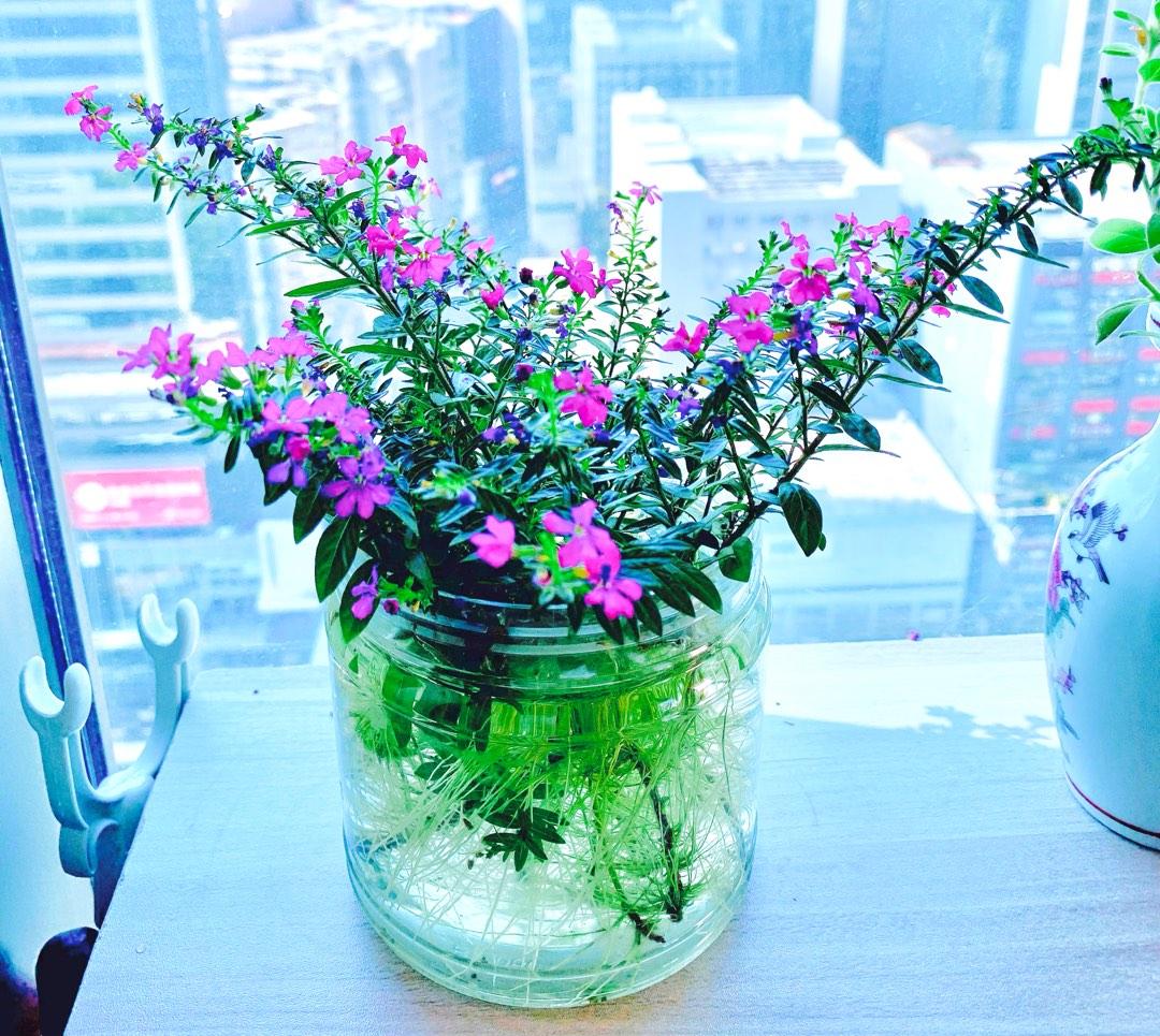 水種 細葉雪茄花 Mexican Heather 傢俬家居 園藝 植物及種子 Carousell