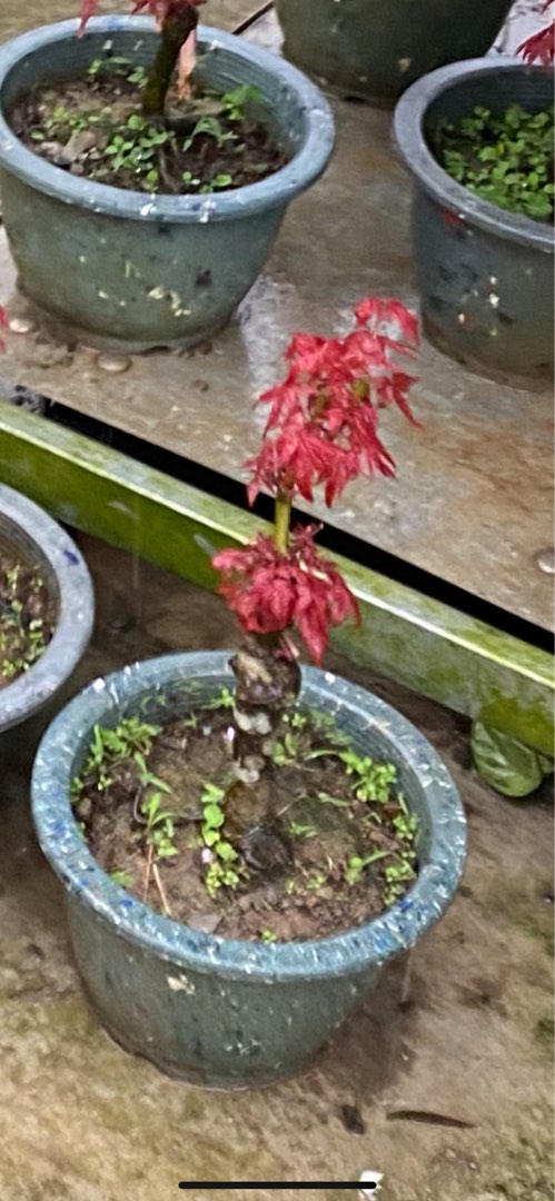 楓樹葉子紅楓紅 8吋盆實際商品拍攝葉子都紅了 春天 楓葉也會紅 我家的愛貓種子現身展示4吋已經售完 家具及居家用品 居家裝飾 人工