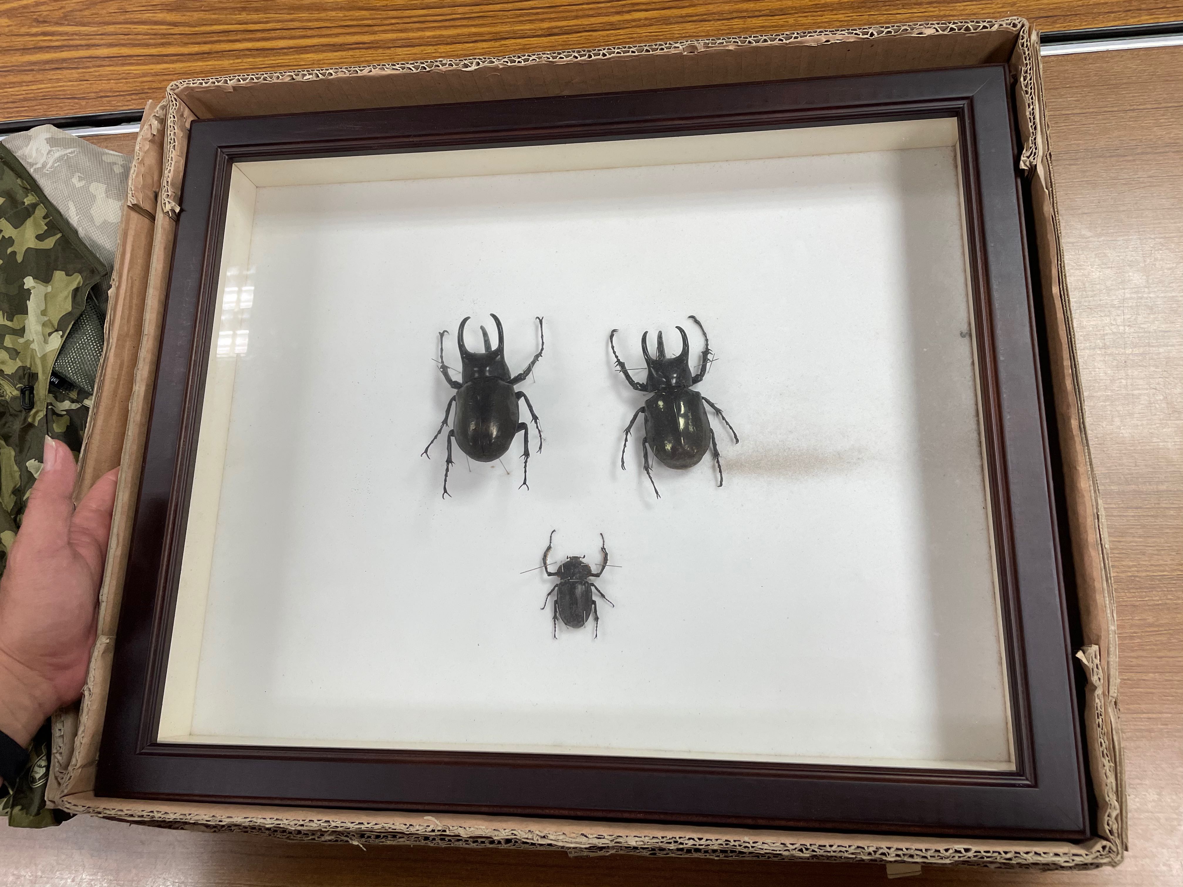 昆蟲標本 獨角仙標本 錶框 自然生態 自然教育 收藏 家具及居家用品 園藝 植物及種子在旋轉拍賣