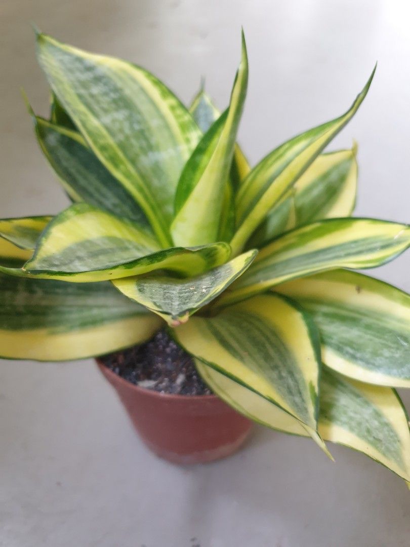 Sansevieria Trifasciata Golden Auera Gold Variegated Golden Hahnii Mini