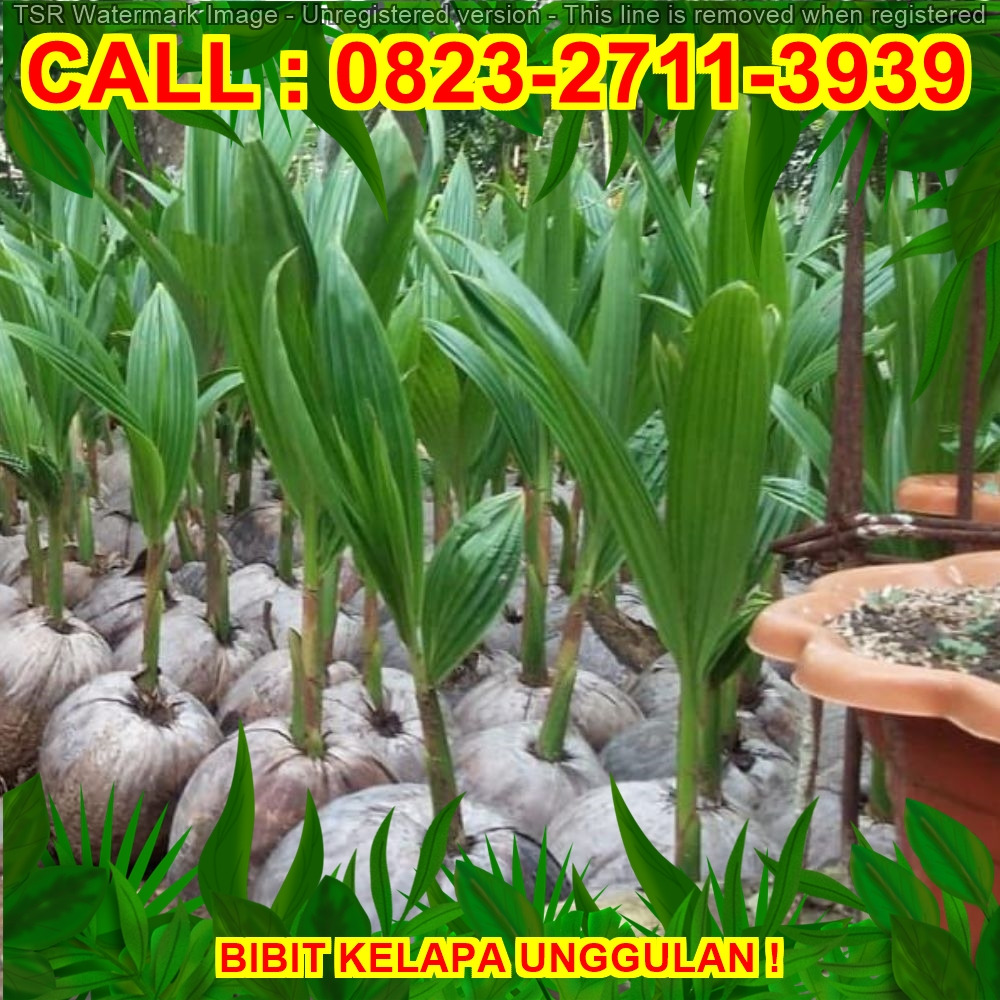 Harga Penjual H Tovix Call Jual Pohon Kelapa Ratu