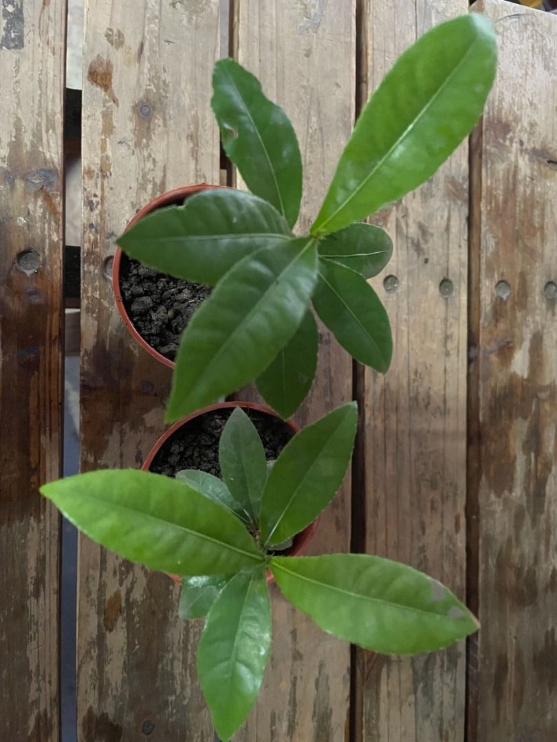 桂葉黃梅 米老鼠樹 鋸葉金蓮木 鼠眼木 常綠植物 3吋小苗 家具及居家用品 園藝 植物及種子在旋轉拍賣