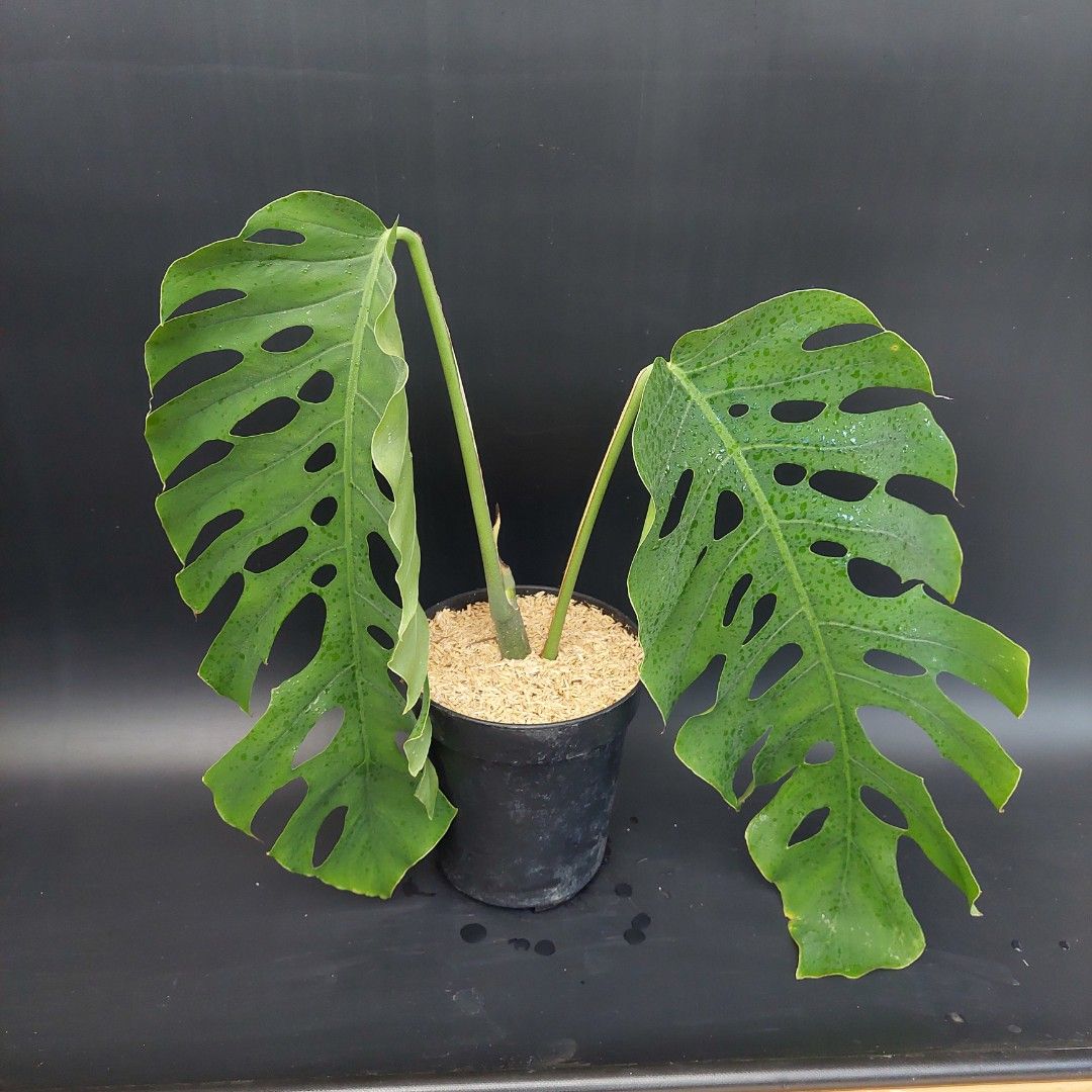 Monstera Dubia Mature Furniture Home Living Gardening Plants