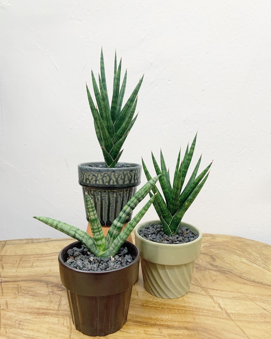 虎尾蘭 棒葉虎尾蘭 狐狸尾 sansevieria 盆栽 cmshop 傢俬家居 園藝 植物及種子 Carousell