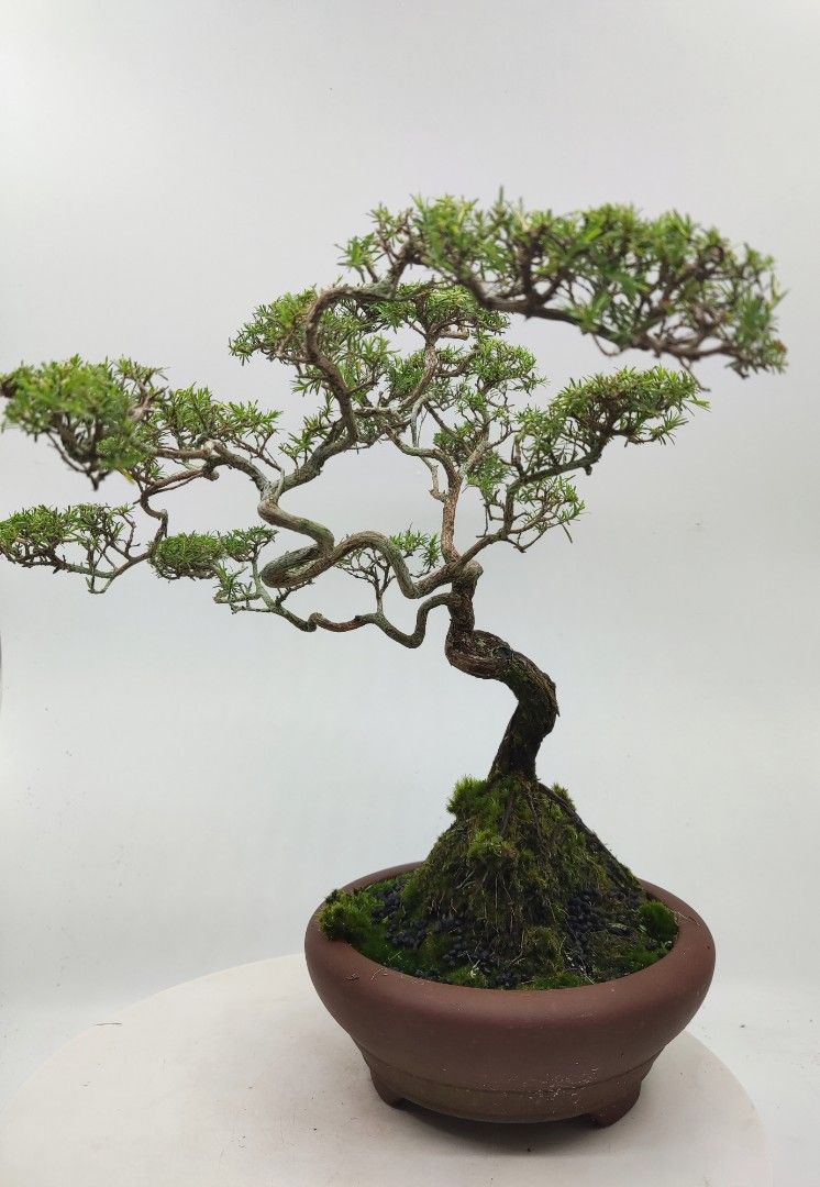 Cucur Atap Baeckea Bonsai Furniture Home Living Gardening Plants