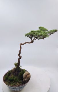 Cucur Atap Bonsai Baeckea Furniture Home Living Gardening Plants Seeds On Carousell