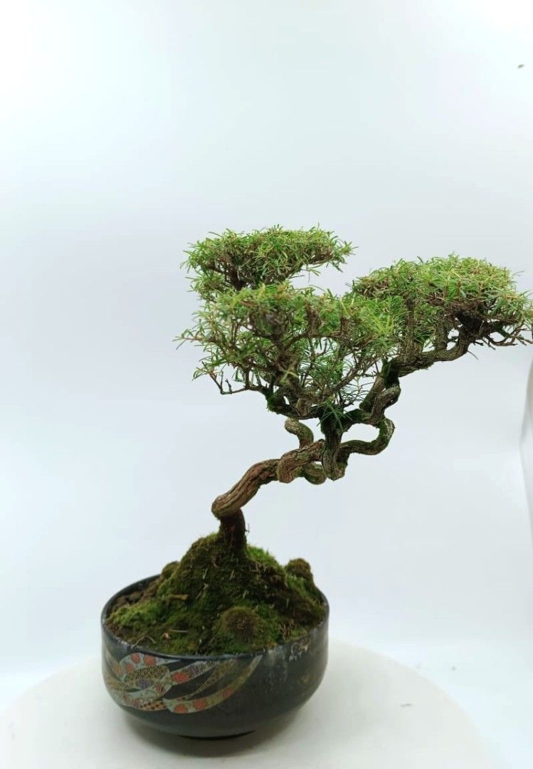Cucur Atap Bonsai Baeckea Furniture Home Living Gardening Plants Seeds On Carousell