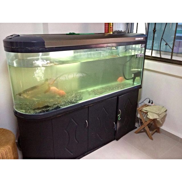RTG Arowana With Cert & 5ft Tank, Everything Else on Carousell