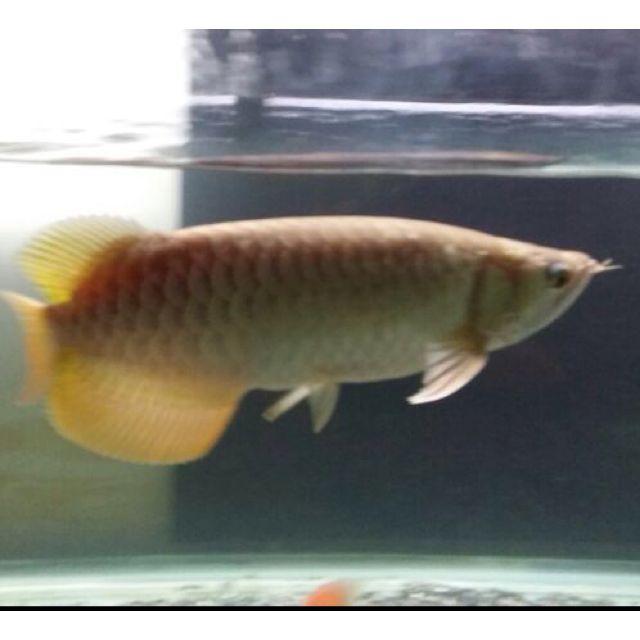 RTG Arowana With Cert & 5ft Tank, Everything Else on Carousell