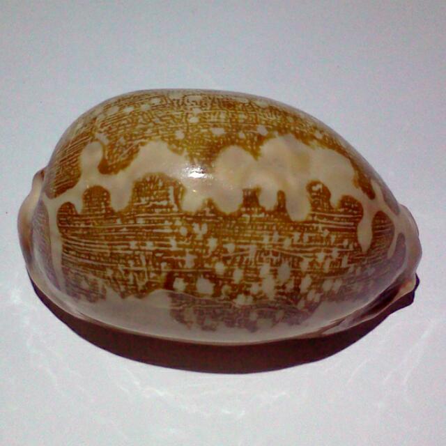Seashell Map Cowrie Shell 3 Inches Seashells, Everything Else on Carousell