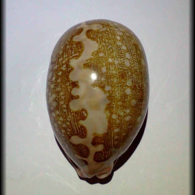 Seashell Map Cowrie Shell 3 Inches Seashells, Everything Else on Carousell
