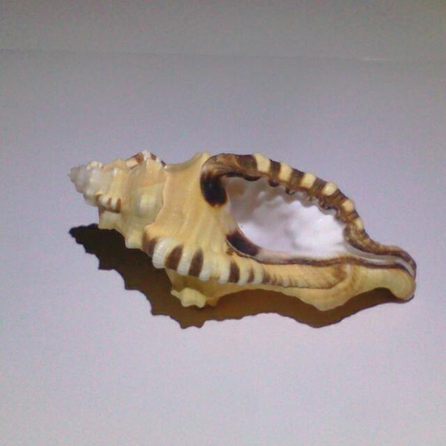 Seashell Perry's Triton Shell 5 Inches Seashells, Everything Else on ...