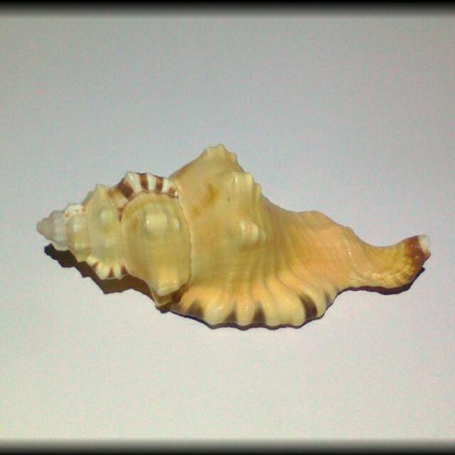 Seashell Perry's Triton Shell 5 Inches Seashells, Everything Else on ...