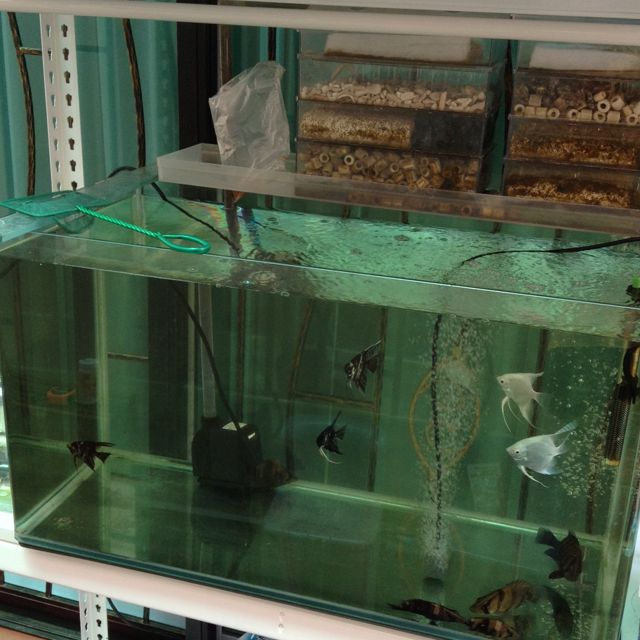 3 Feet Curved Fish Tank Aquarium, Everything Else on Carousell