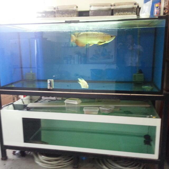 Fish Tanks And Metal Stand, Pet Supplies, Homes & Other Pet Accessories ...
