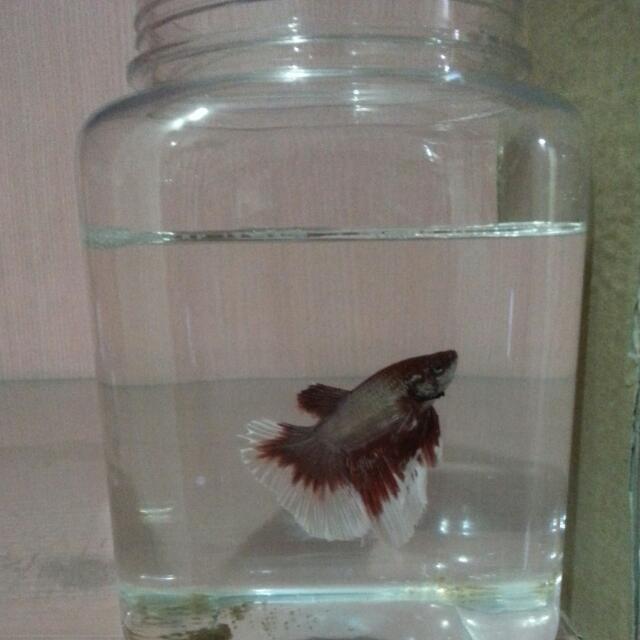 Fish Betta Bf Hm And Ct , Everything Else on Carousell