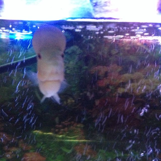 Super Big Kok Flowerhorn With 2.5 Ft Tank, Babies & Kids, Bathing ...