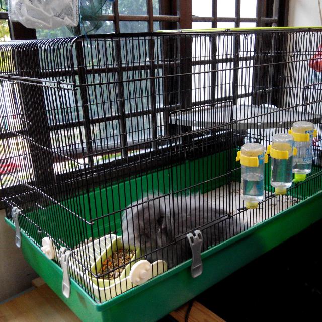 Rabbit Cage Green, Pet Supplies on Carousell