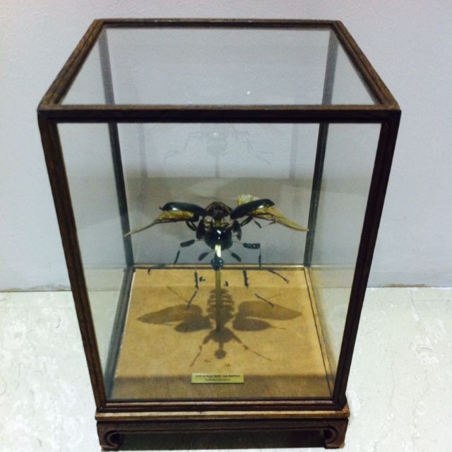 Funny Museum Exploded Beetle Specimen, Hobbies & Toys, Memorabilia ...