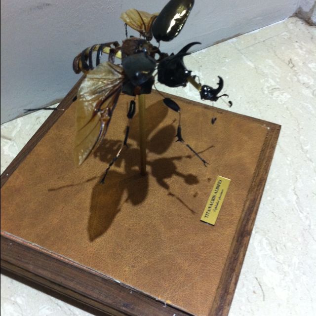 Funny Museum Exploded Beetle Specimen, Hobbies & Toys, Memorabilia ...