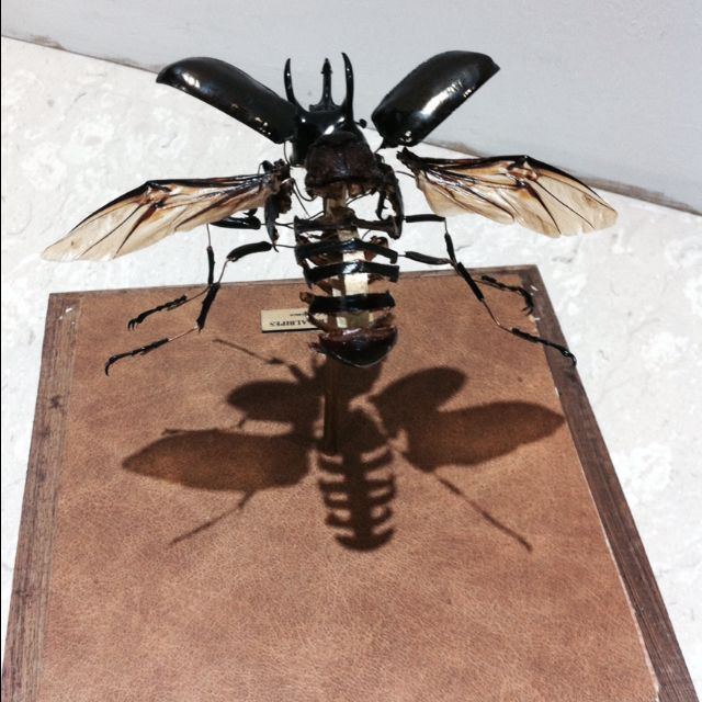 Funny Museum Exploded Beetle Specimen, Hobbies & Toys, Memorabilia ...