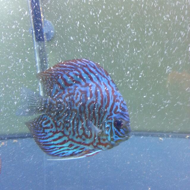 Beautiful Tiger Turquoise Discus Fish, Pet Supplies, Homes & Other Pet ...