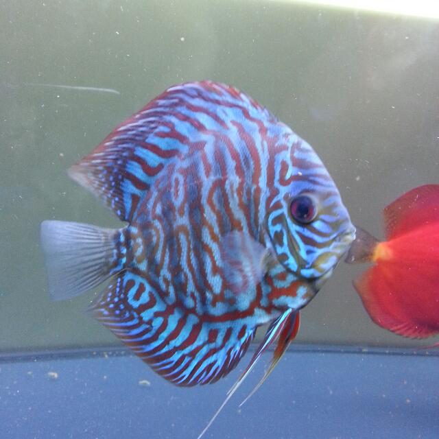 Beautiful Tiger Turquoise Discus Fish, Pet Supplies, Homes & Other Pet ...