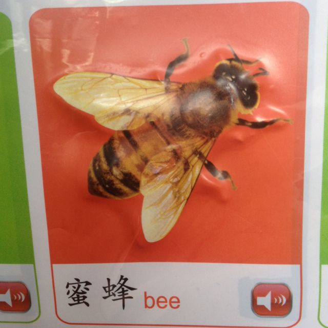 Educational Chart (animals) With Sounds English And Chinese ...