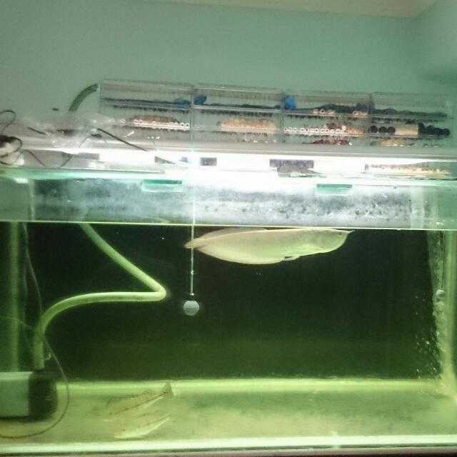 5 Feet Fish Tank, Pet Supplies, Homes & Other Pet Accessories on Carousell