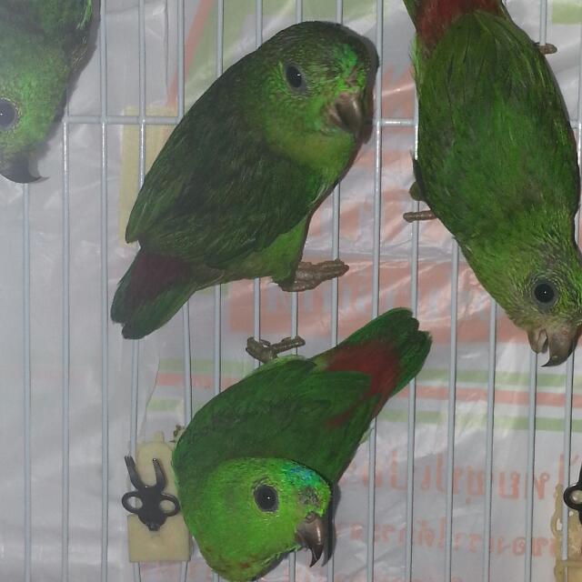 Lori Hanging Parrot, Pet Supplies, Homes & Other Pet Accessories on ...