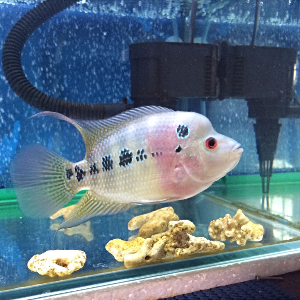 Flowerhorn For Free, Pet Supplies, Homes & Other Pet Accessories on ...