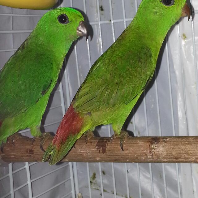 Lori Hanging Parrot, Pet Supplies, Homes & Other Pet Accessories on ...