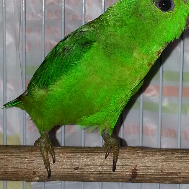 Lori Hanging Parrot, Pet Supplies, Homes & Other Pet Accessories on ...