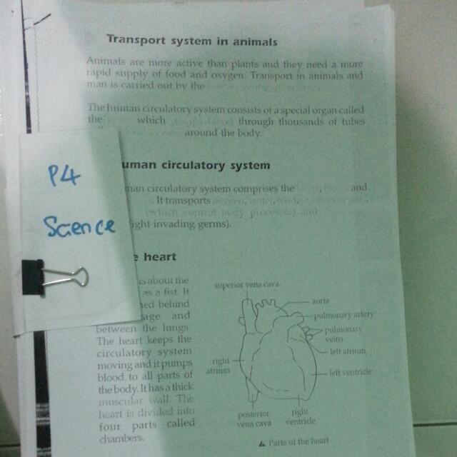 QYOP P4 Science Notes, Practice Worksheets, Exam Papers, Hobbies & Toys ...