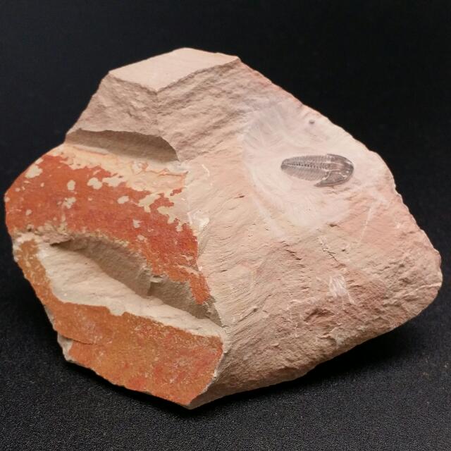 Trilobite Fossil Elrathia kingii Wheeler Shale Utah USA REAL Ancient ...