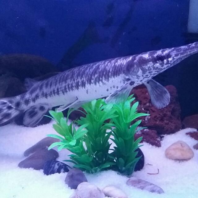 1ft Florida Gar, Pet Supplies, Homes & Other Pet Accessories on Carousell