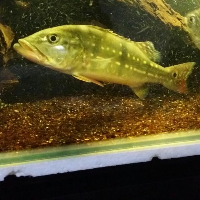 Temesis Peacock Bass, Everything Else on Carousell