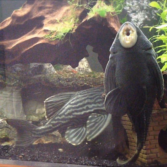Royal PLECO L190 / L191, Pet Supplies, Homes & Other Pet Accessories on ...
