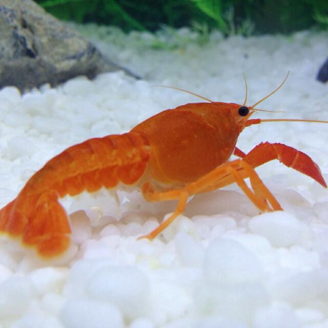 2 Neon Orange Crayfish, a male-female pair, Pet Supplies, Homes & Other ...