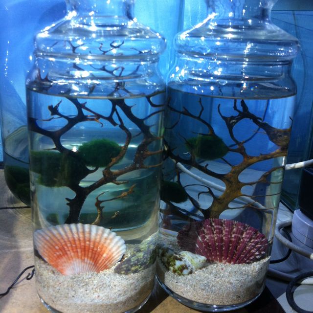 Opae Ula ( Volcanic Shrimp ) In Glass Bottle, Pet Supplies on Carousell