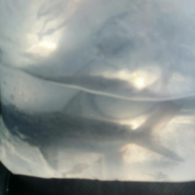 SB highfin Paroon Shark aka Kong Ming, Pet Supplies, Homes & Other Pet ...