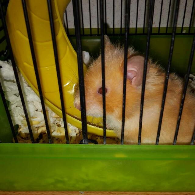 Golden Syrian Hamster with Ruby Eye., Pet Supplies, Homes & Other Pet ...