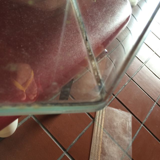 1 Feet Glass Fish Tank, Pet Supplies, Homes & Other Pet Accessories on ...