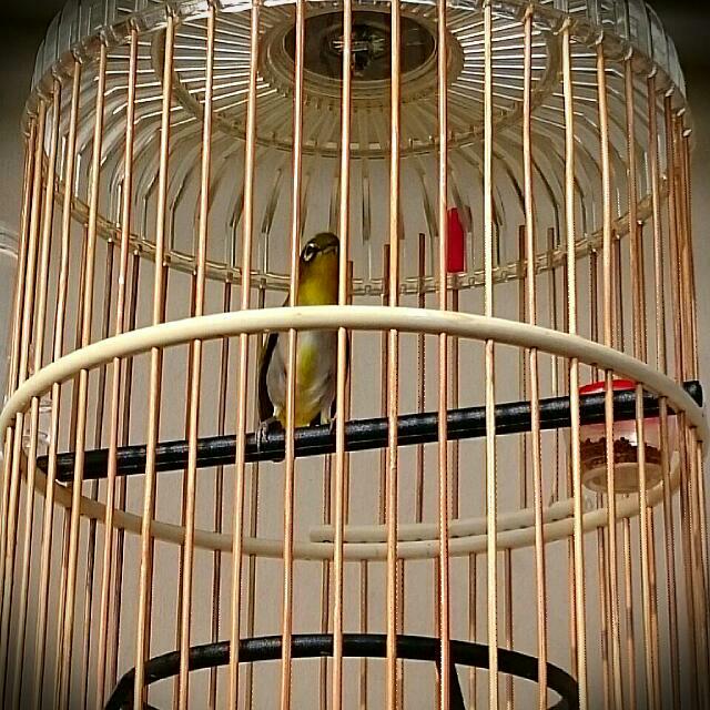 Malaysia Mata Puteh, Pet Supplies, Homes & Other Pet Accessories on ...