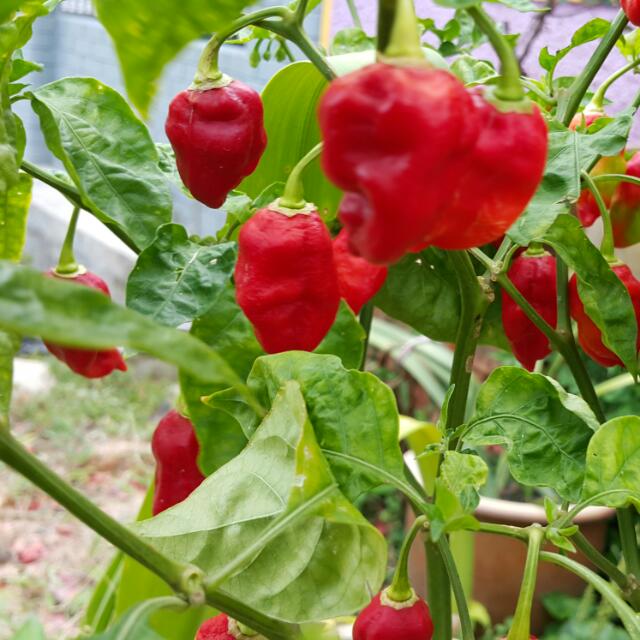 The World Hottest Chilli Seed, Ghost Chilli Pepper, India, Everything ...