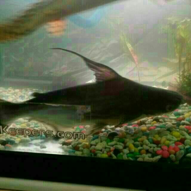 Paroon Shark Kong Ming Fish, Men's Fashion, Muslim Wear, Accessories on ...