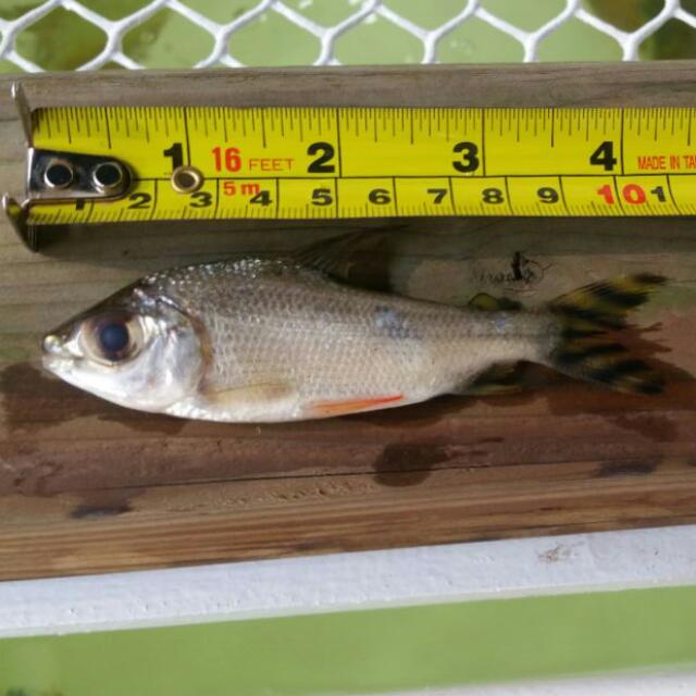 Fei Feng Algae Eater, Pet Supplies, Homes & Other Pet Accessories on ...