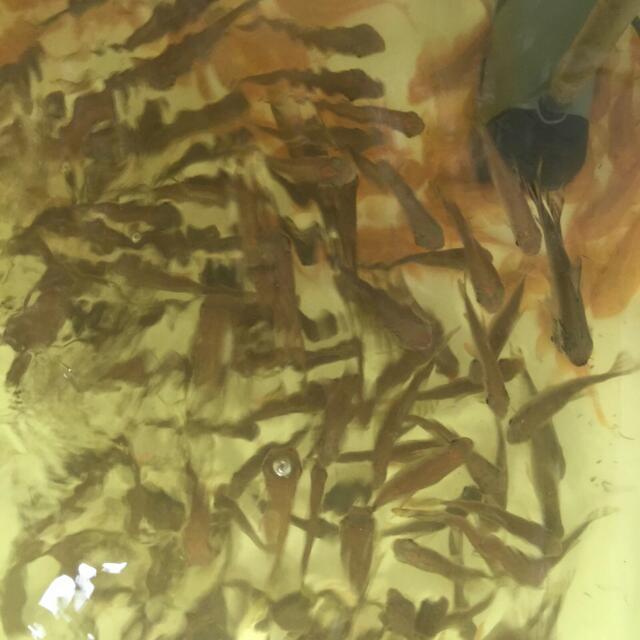 Fei Feng Algae Eater, Pet Supplies, Homes & Other Pet Accessories on ...